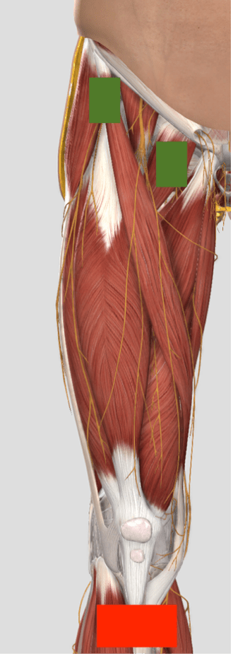 BMT for hip flexor recovery - Academy of Bioelectric Meridian Massage ...